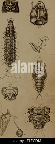 This 1861 study focuses on the metamorphosis of various insect species ...
