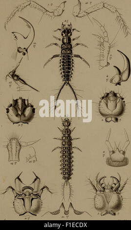 This 1861 work explores the development and metamorphosis of insects ...