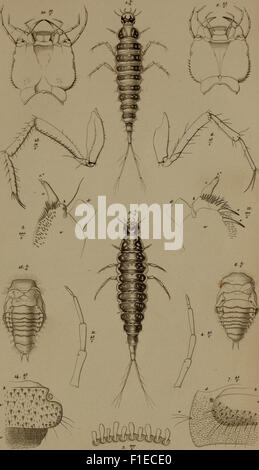 This 1861 work offers observations on the metamorphosis of insects ...