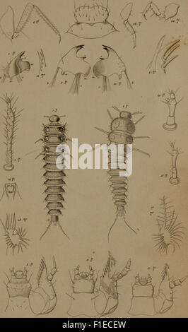 This 1861 work explores the development and metamorphosis of insects ...