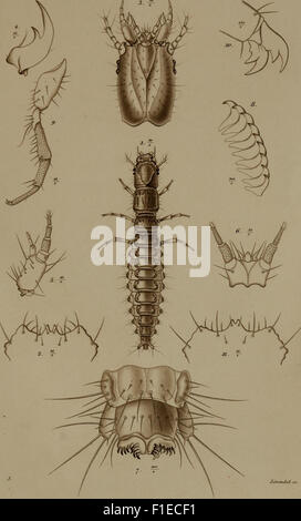 This 1861 work, 'De Metamorphosi Eleutheratorum Observationes ...