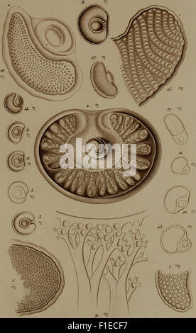 This 1861 work studies the metamorphosis of certain insect species ...