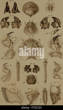This 1861 work focuses on the metamorphosis of insects, specifically ...