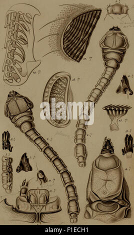 This 1861 work offers observations on the metamorphosis of free-living ...