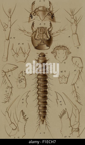 A 1861 work on the metamorphosis of certain insects, contributing to ...