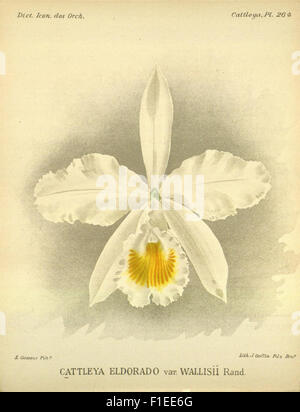 This botanical dictionary provides detailed illustrations and ...