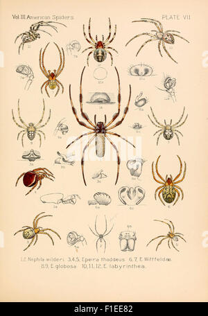This work examines various spider species native to the United States ...