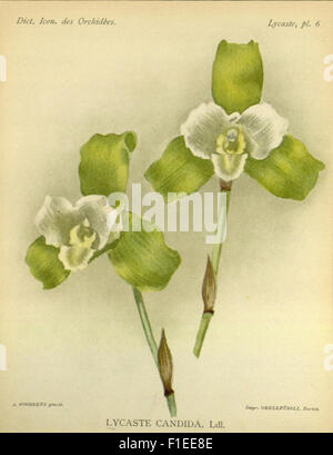 An illustration from *Dictionnaire Iconographique des Orchidees ...