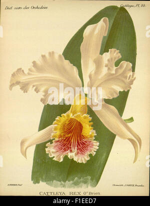 This 'Iconographic Dictionary of Orchids' provides detailed ...