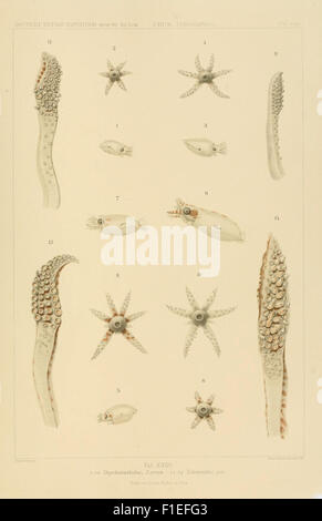 This work focuses on cephalopods, detailing their characteristics ...