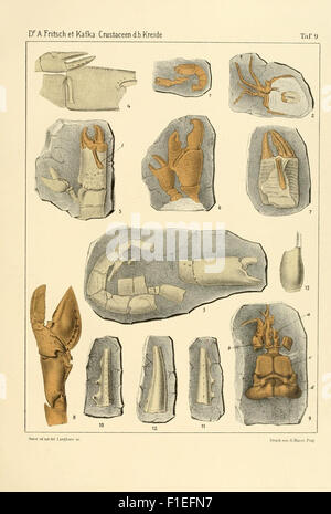 'Die Crustaceen der Böhmischen Kreideformation' is a paleontological ...