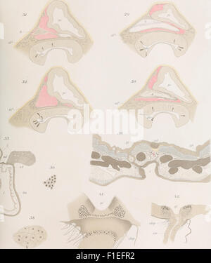 This 1893 work studies the Enteropneusta species found in the Gulf of ...