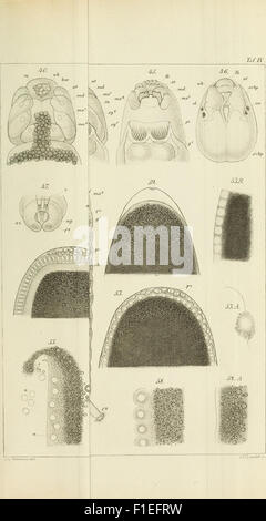 A 1864 work on the development of dipterans (two-winged insects ...