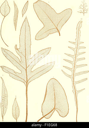 This 1865 work investigates the fossilized remains of ferns from ...