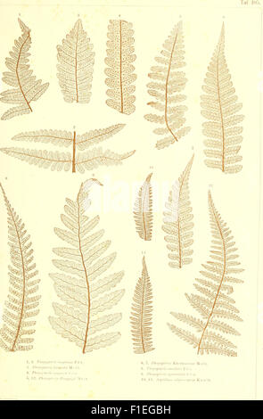 This 1865 work explores modern ferns and their prehistoric ancestors ...