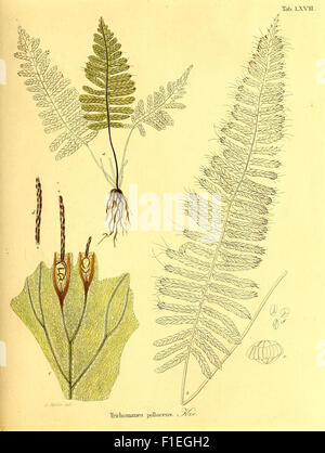 This botanical work focuses on ferns collected at the Leipzig Botanical ...
