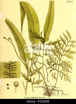 A German botanical work from 1840, featuring detailed color ...