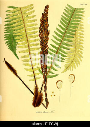 This 1840 German work offers detailed and accurate colored ...