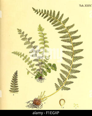 This 1840 work offers detailed, color-illustrated depictions of ferns ...