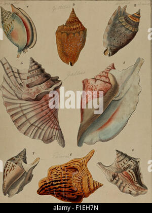 This 1845 work focuses on the Strombea genus of winged snails, offering ...