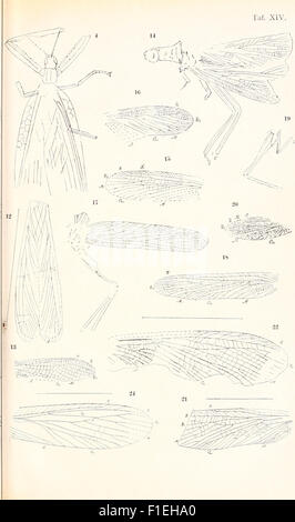 A 1908 work on fossil insects and the phylogeny of contemporary forms ...