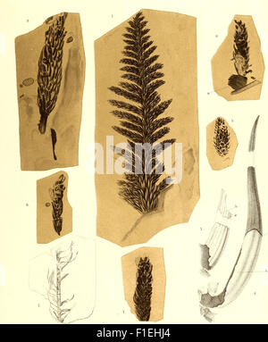 This 1864 work explores the fossil flora of the Permian period ...