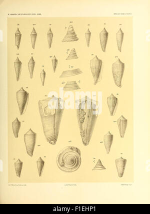 An illustration from 'Die Fossilien von Java,' detailing the fossilized ...