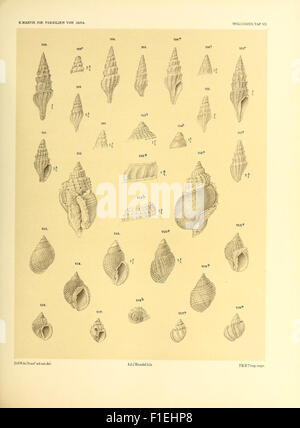 'Die Fossilien von Java' presents fossil records from Java, Indonesia ...