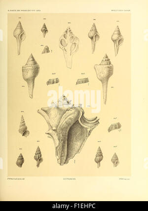 ‘Die Fossilien von Java’ is a paleontological work focused on the ...