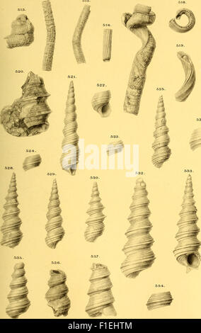 A 1891 work documenting the fossils of Java, based on a collection by ...
