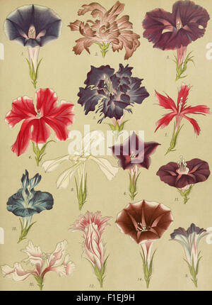 A German horticultural periodical, focusing on gardening advice ...