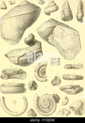Die Gastropoden des Karnischen Unterdevon, gastropod species, 1907 ...
