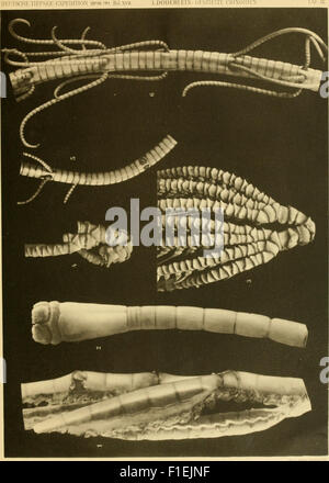 'Die Gestielten Crinoiden der Deutschen Tiefsee-Expedition' (The ...