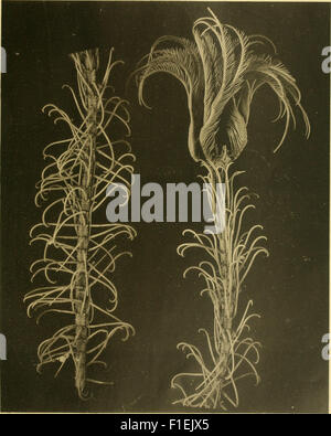 A study of the stalked crinoids (sea lilies) discovered during the ...
