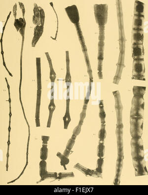 This 1907 work focuses on the stalked crinoids collected during the ...