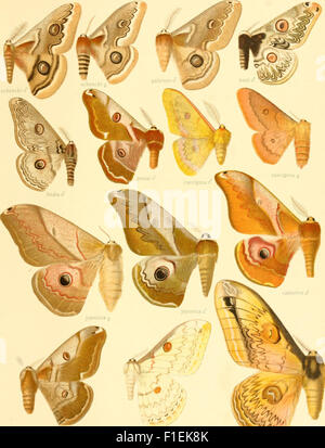 This 1900 work systematically categorizes the large butterflies of the ...