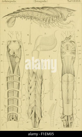 'Die Klassen und Ordnungen der Arthropoden' (1866) provides a detailed ...