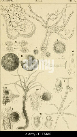This 1860 work focuses on Actinozoa (radiate animals) and their ...