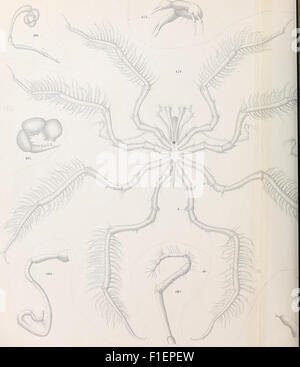 Die Pantopoden der Siboga-Expedition (1908) is a scientific work ...