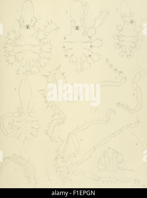 This 1881 work focuses on the Pantopoda (sea spiders) of the Gulf of ...