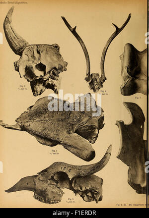 The geological and paleontological results of the Trinil expedition ...