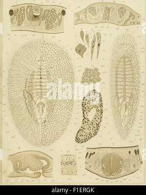 This 1884 work focuses on the polyclad flatworms (seeplanarians) found ...