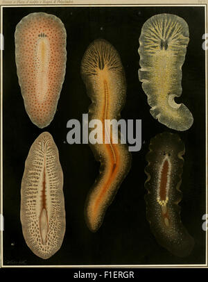 This 1884 work focuses on the study of polyclad flatworms ...