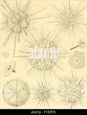 This 1888 monograph focuses on Radiolaria, a group of single-celled ...