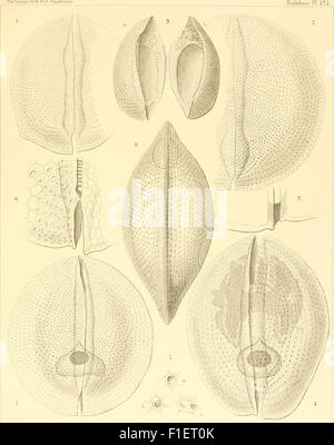 This monograph from 1888 focuses on Radiolaria, a group of single ...