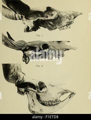 This 1899 work examines the history and significance of cattle in ...