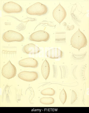 This 1910 work focuses on the freshwater microfauna of German East ...