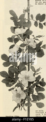 The *Dingee Guide to Rose Culture* (1913) provides comprehensive advice ...