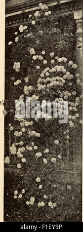 The 'Dingee Guide to Rose Culture' (1850-1910) provides historical ...