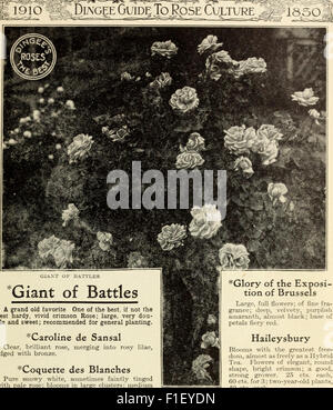 Dingee guide to rose culture - 1850 1910 (1910 Stock Photo - Alamy